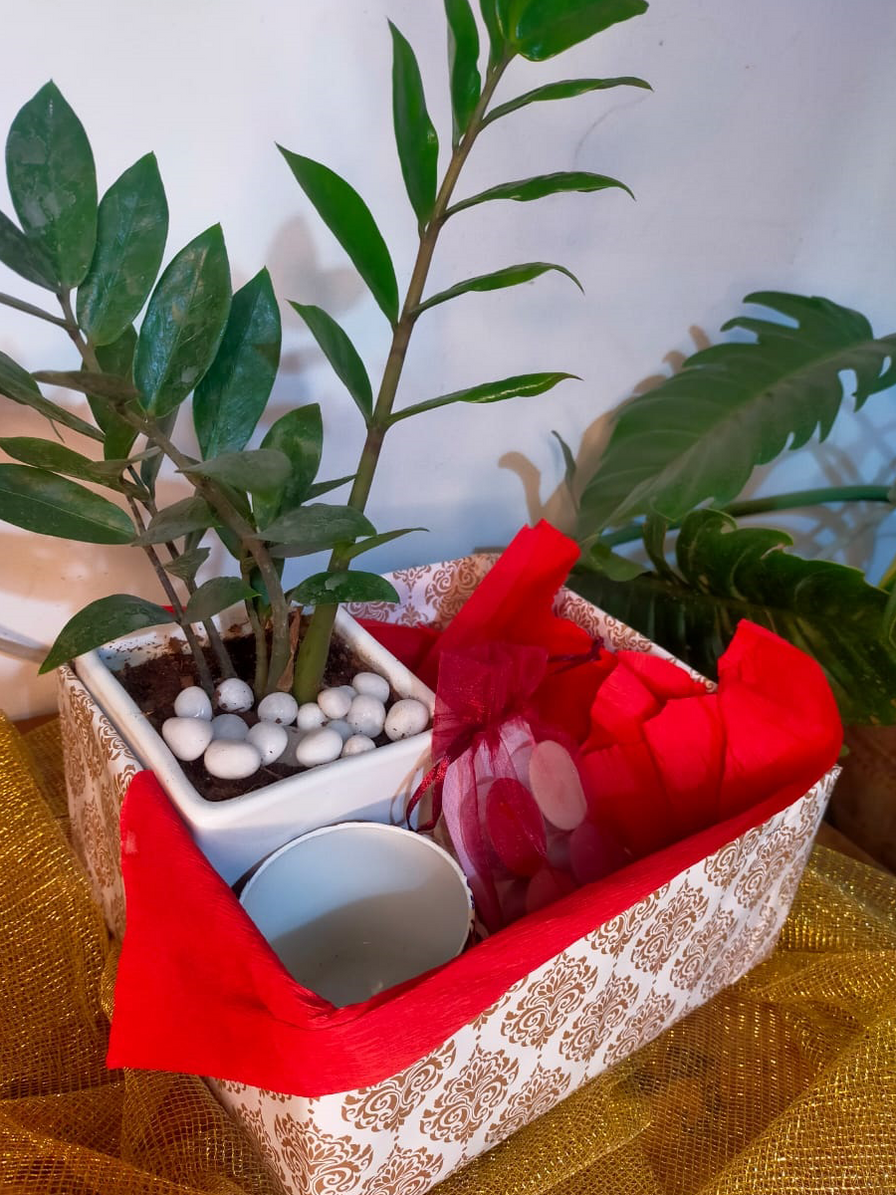 Mudfingers | Experts in Terrariums, Houseplants, Succulents, Bonsai
