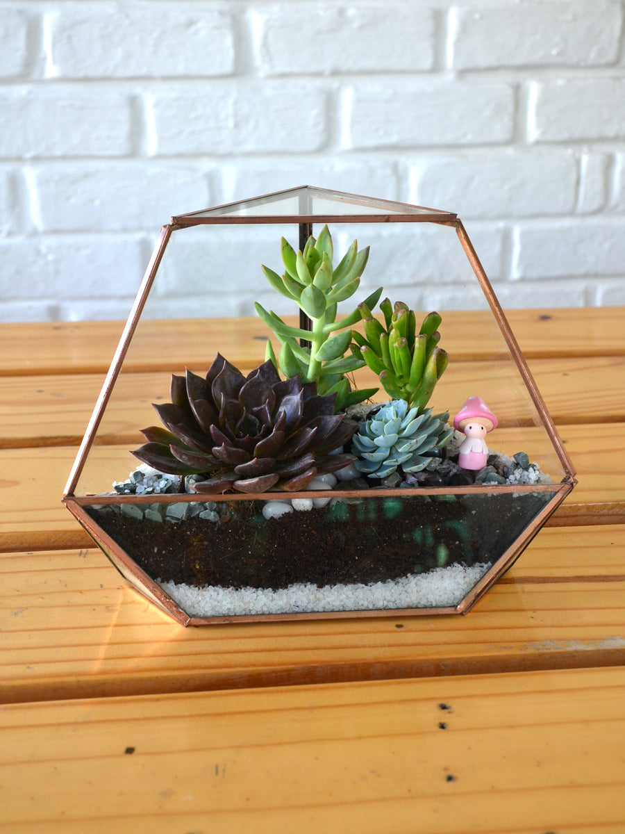 Superman Terrarium — Mudfingers