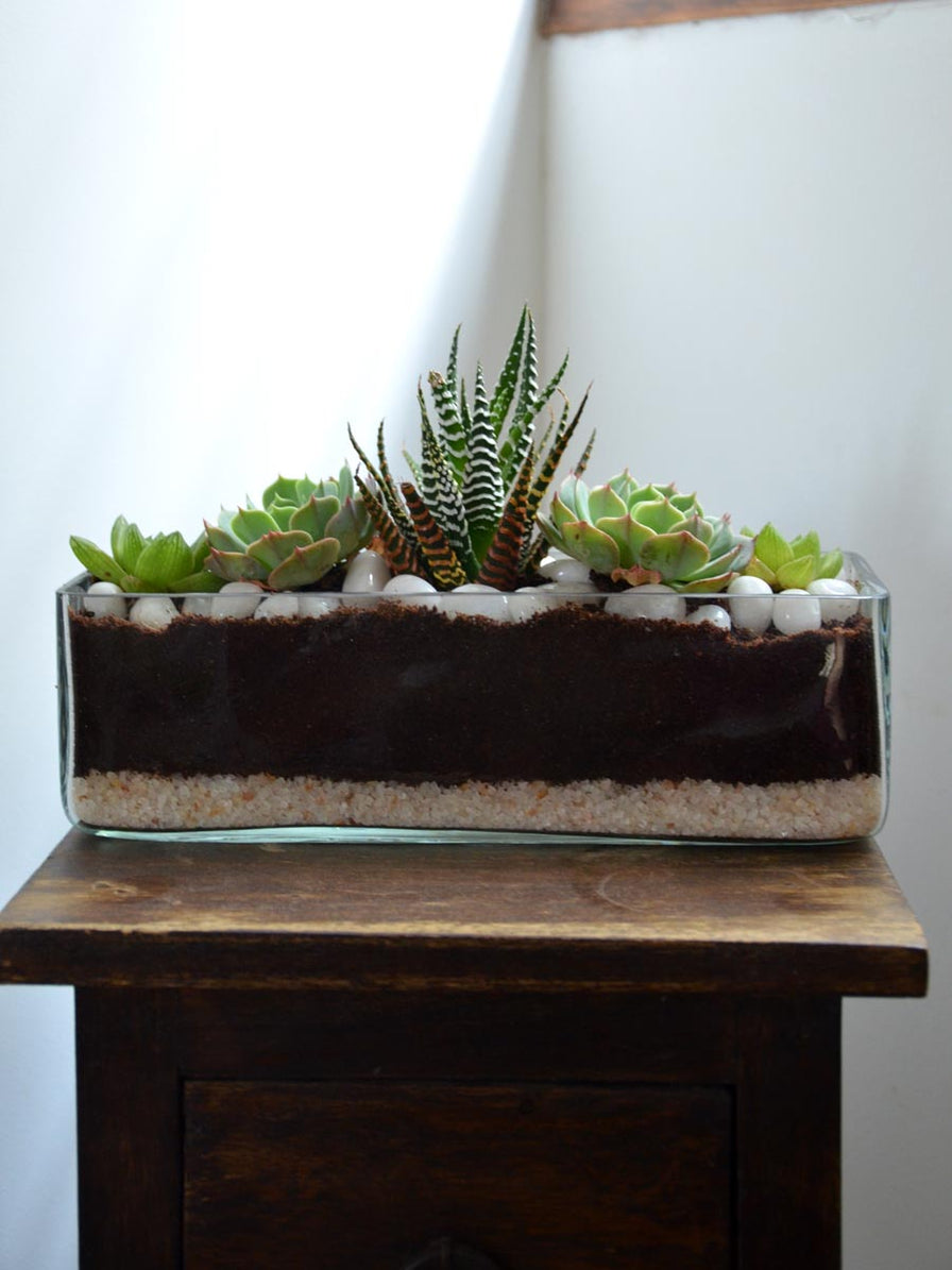 Table Top Terrariums — Mudfingers