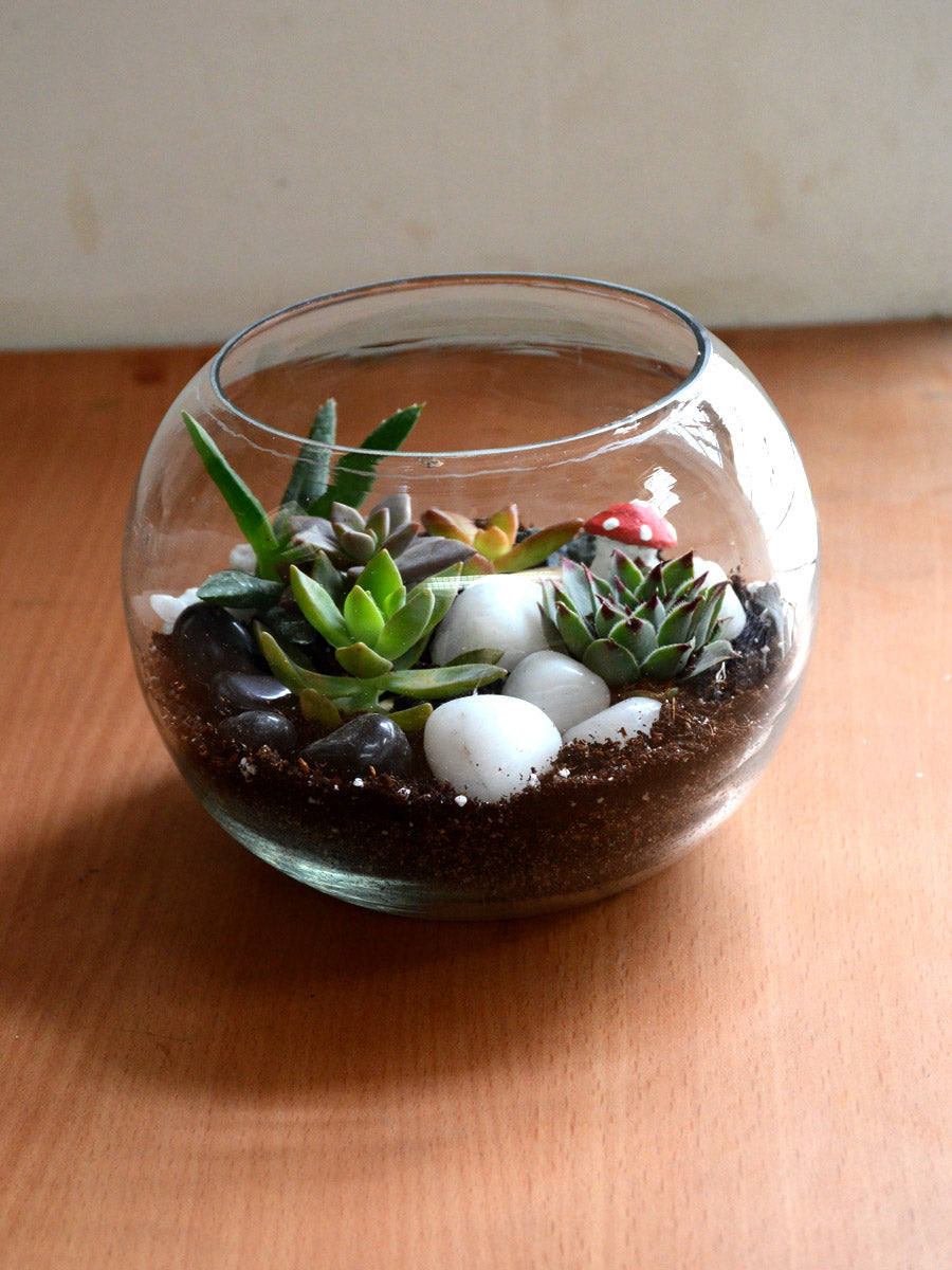 Sphere Succulent Terrarium (6 Inches) — Mudfingers
