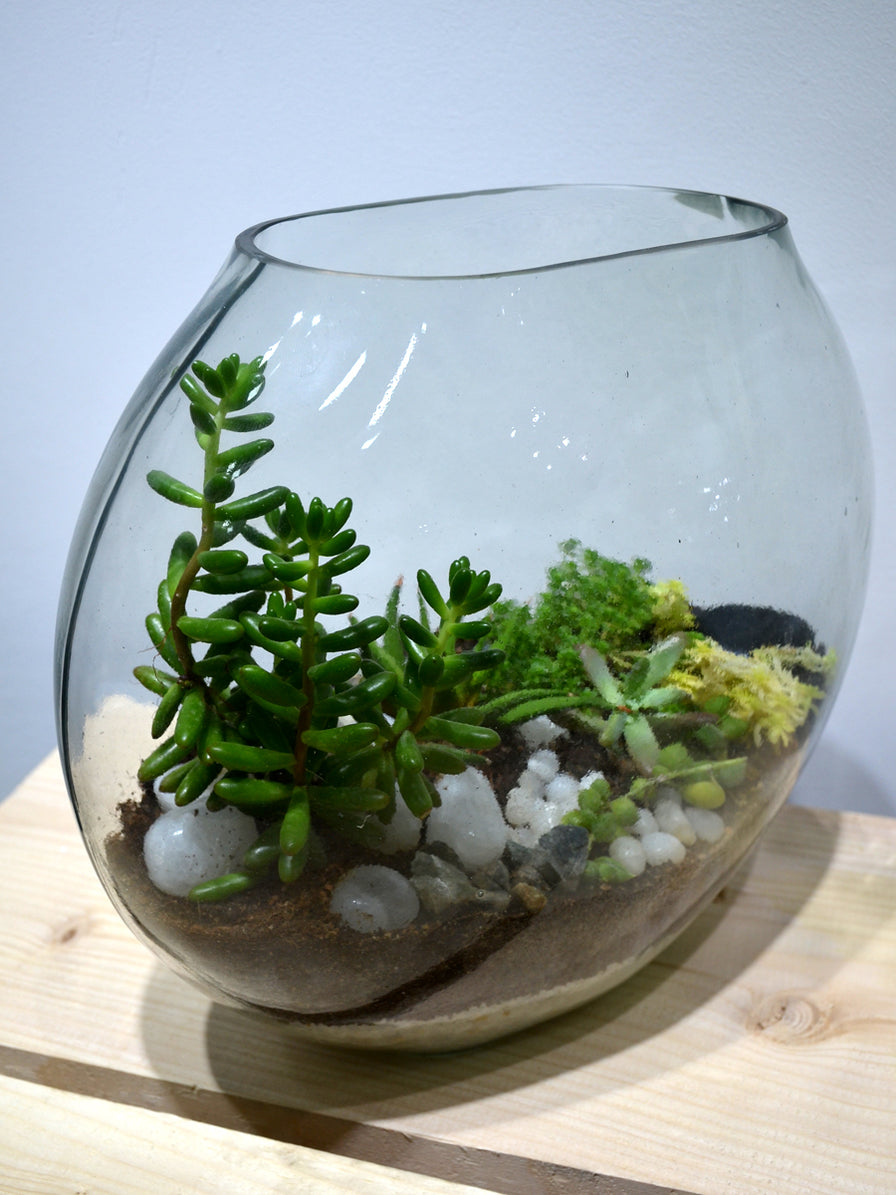 Table Top Terrariums — Mudfingers