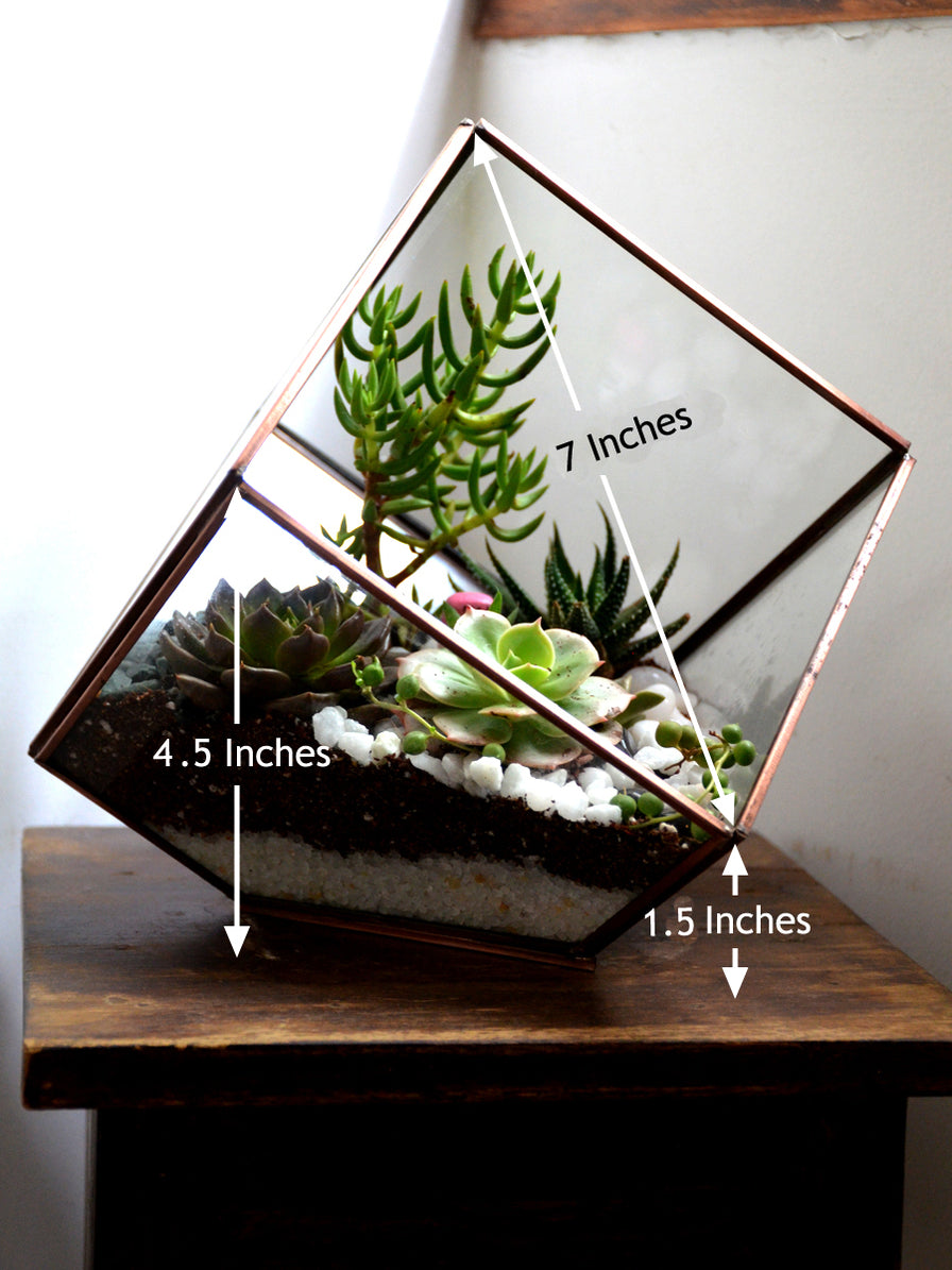 Table Top Terrariums — Mudfingers