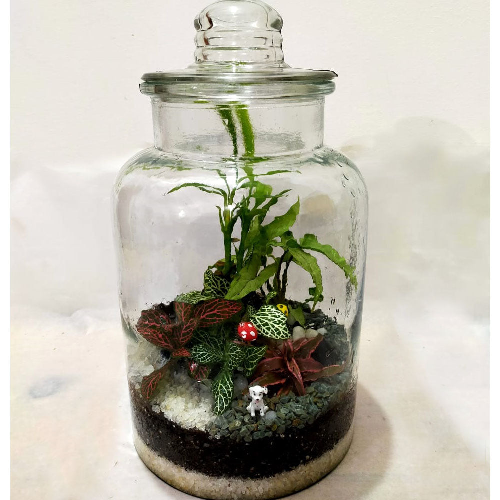 Mudfingers | Experts in Terrariums, Houseplants, Succulents, Bonsai