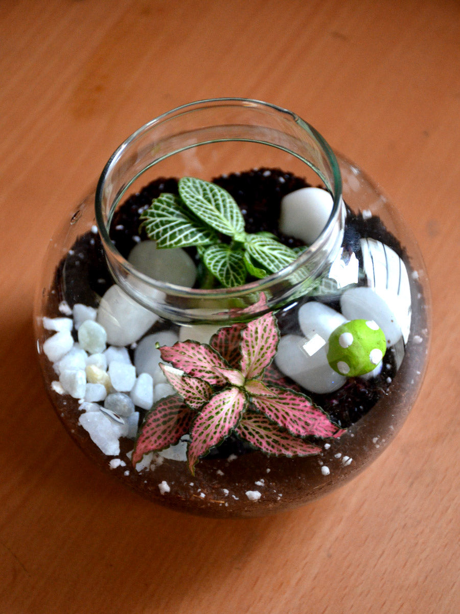 Round Colored Terrarium — Mudfingers