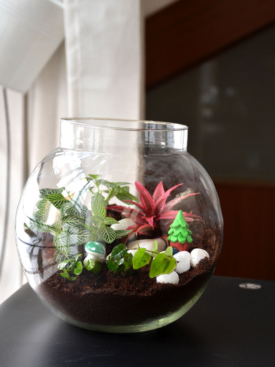 Terrariums — Mudfingers