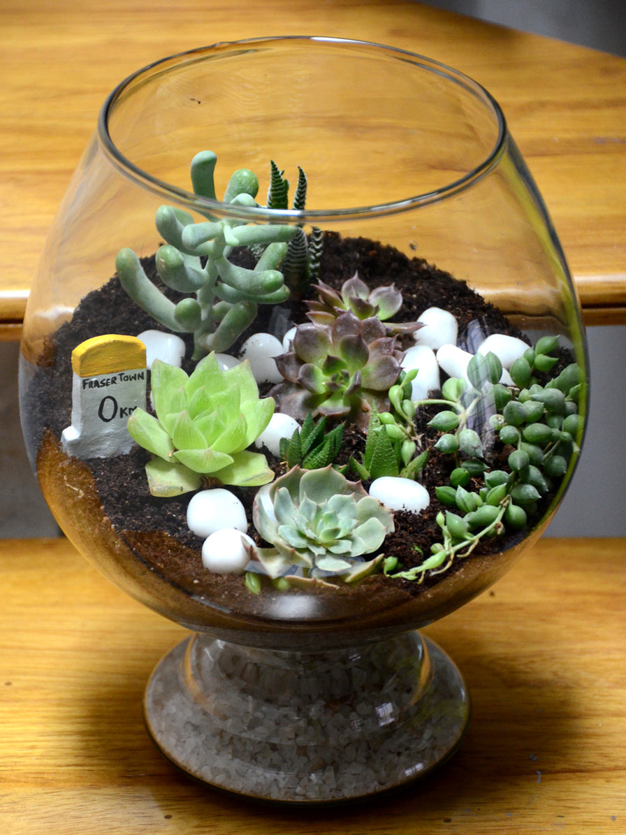 Table Top Terrariums — Mudfingers